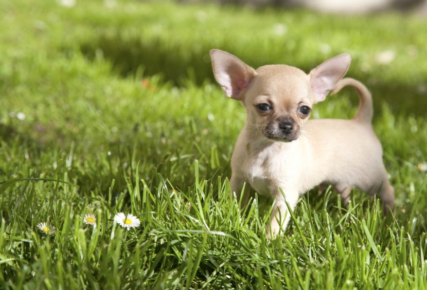 Meet 18 Of the Smallest Dog Breeds In The World | Highland Canine Training