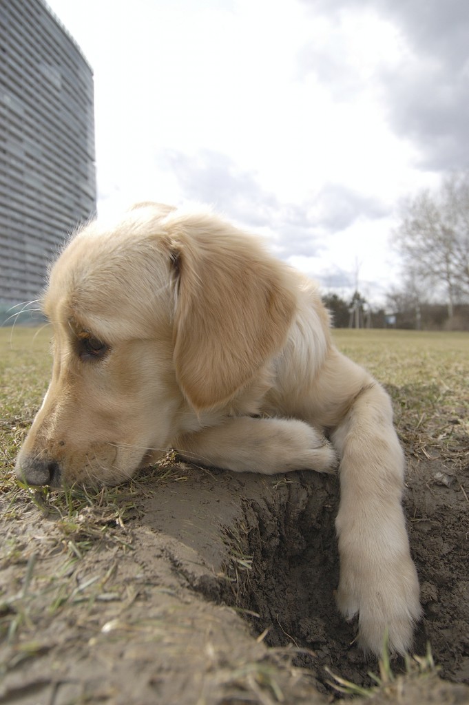 The Positives Of Your Dog's Digging Habit | Highland Canine Training