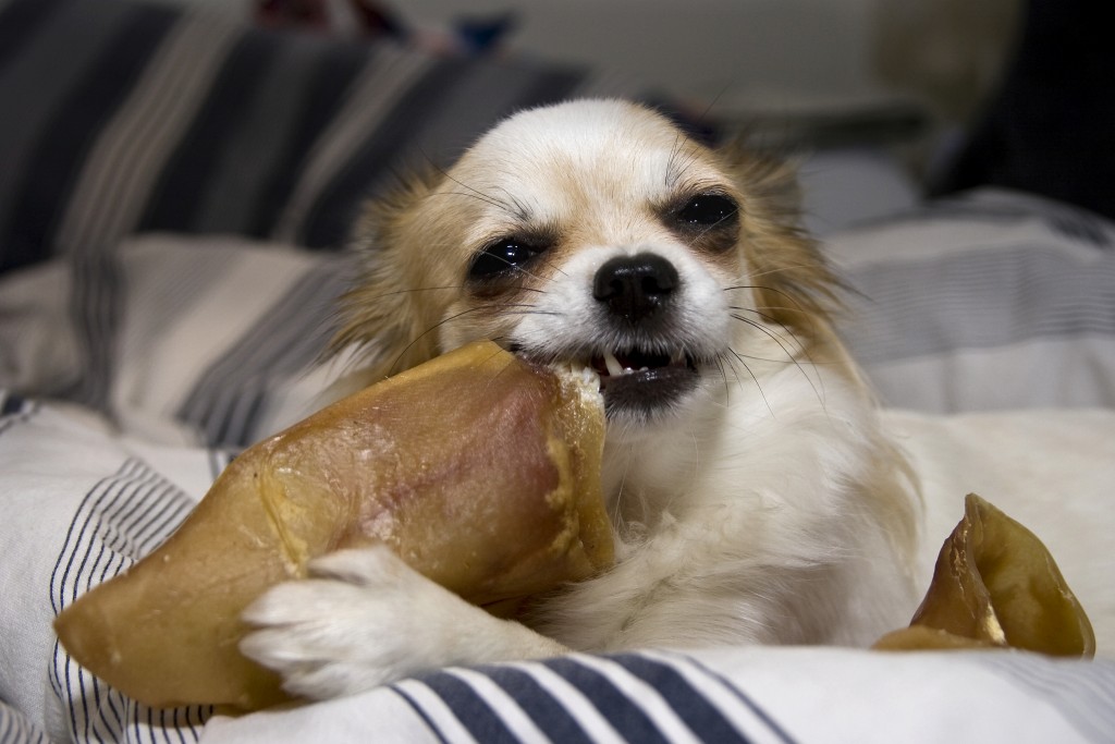 Destructive Chewing: Simple Reasons Why Your Dog Is Eating Everything ...