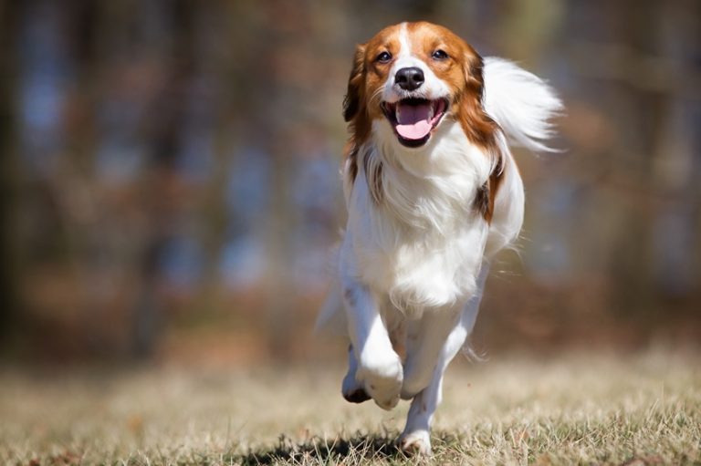 Group Class Dog Training | Highland Canine Training