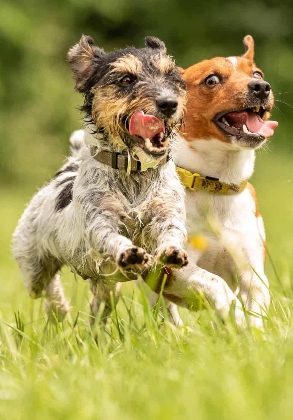 Private Lesson Dog Training | Highland Canine Training