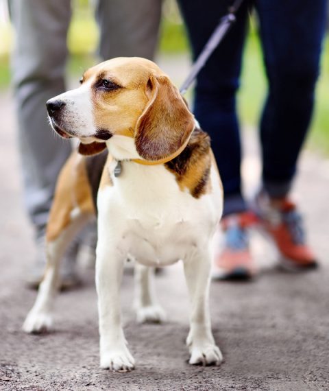 Private Lesson Dog Training | Highland Canine Training