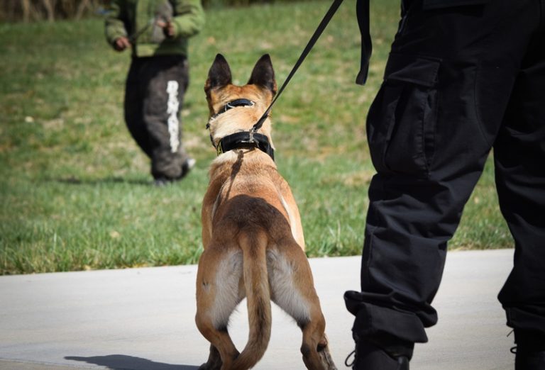 Police K9 Training and Sales | Highland Canine Training