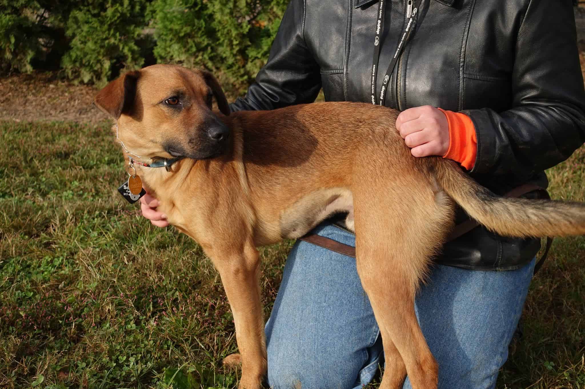 Second Chance Program | Highland Canine Training