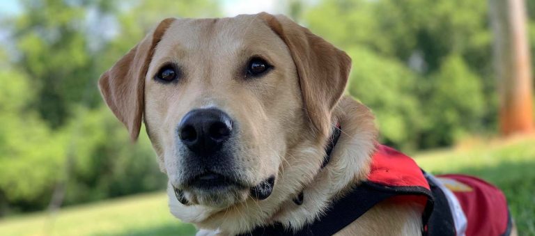 How to Spot a Fake Service Dog | Highland Canine Training