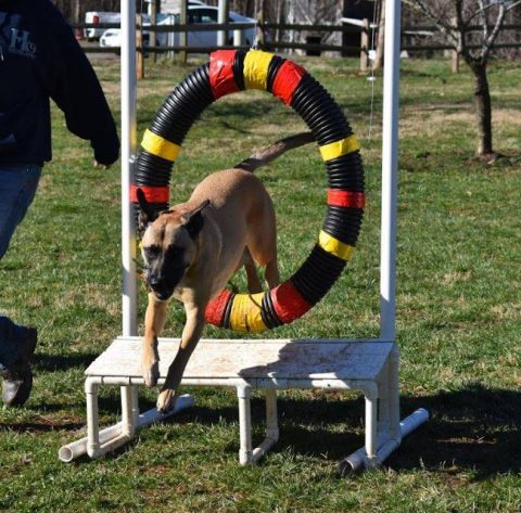Dog Agility Classes | Highland Canine Training