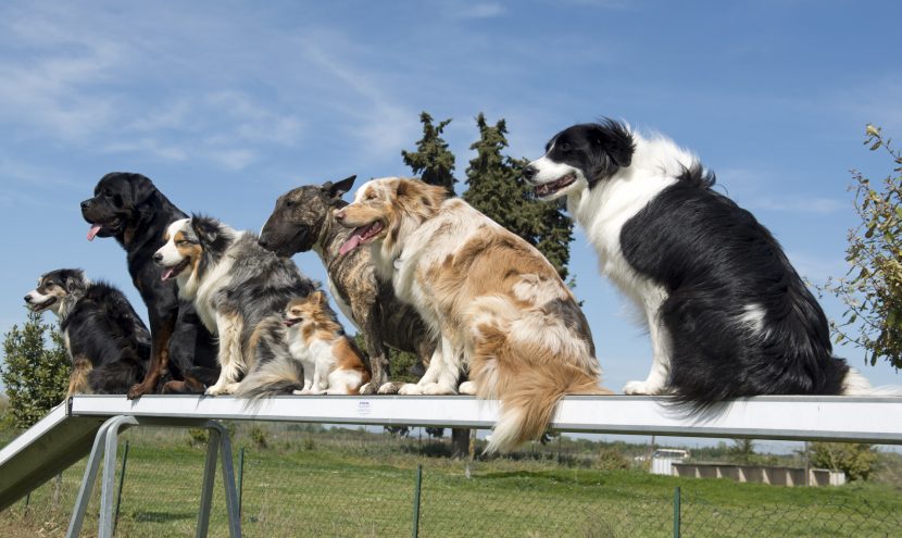 Why You Should Take Your Dog To A Group Training Class | Highland ...