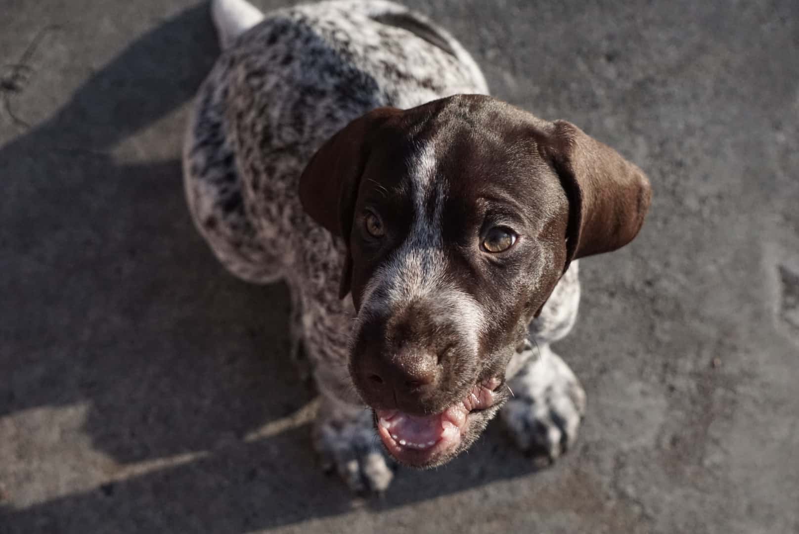 Conservation Detection Dogs: The Key To Saving Planet Earth? | Highland ...