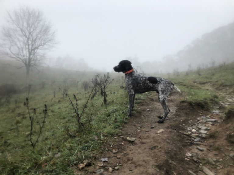 Conservation Detection Dogs: The Key To Saving Planet Earth? | Highland ...