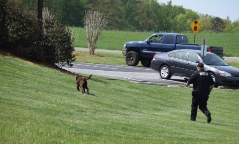The Ultimate Guide To Search And Rescue Dogs | Highland Canine Training