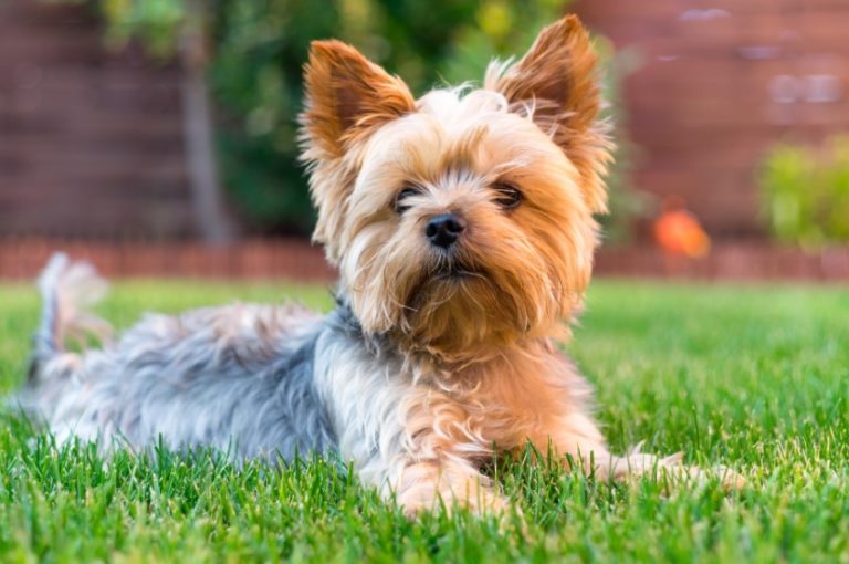 Meet 18 Of the Smallest Dog Breeds In The World | Highland Canine Training