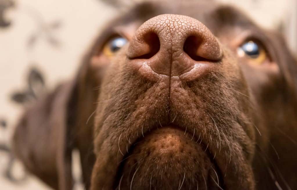 Four Reasons To Start Scent Work Training With Your Dog Highland Four Reasons To Start Scent Work Training With Your Dog Highland