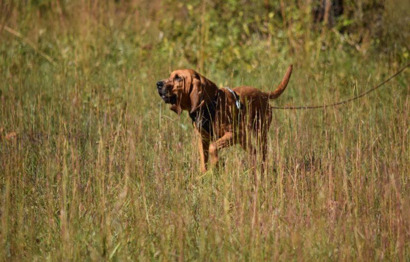 The Ultimate Guide To Search And Rescue Dogs | Highland Canine Training