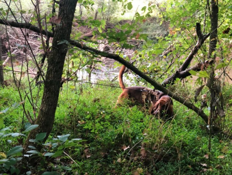 The Ultimate Guide To Search And Rescue Dogs | Highland Canine Training