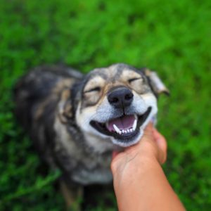 The History And Evolution Of Dog Training | Highland Canine Training