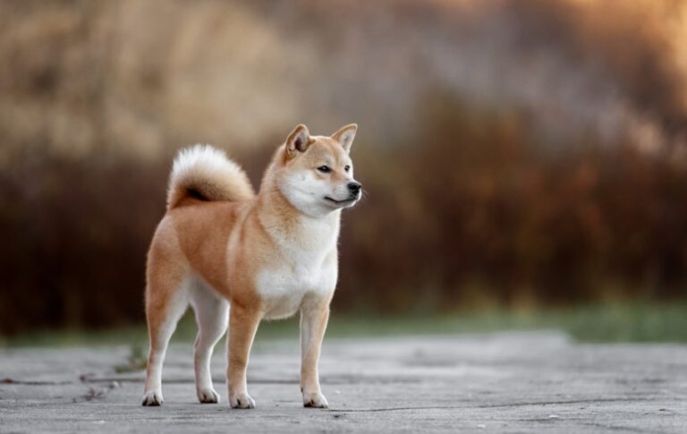 11 Fascinating Japanese Dog Breeds | Highland Canine Training