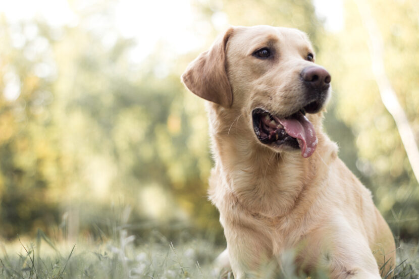 About The Breed: Labrador Retriever | Highland Canine Training