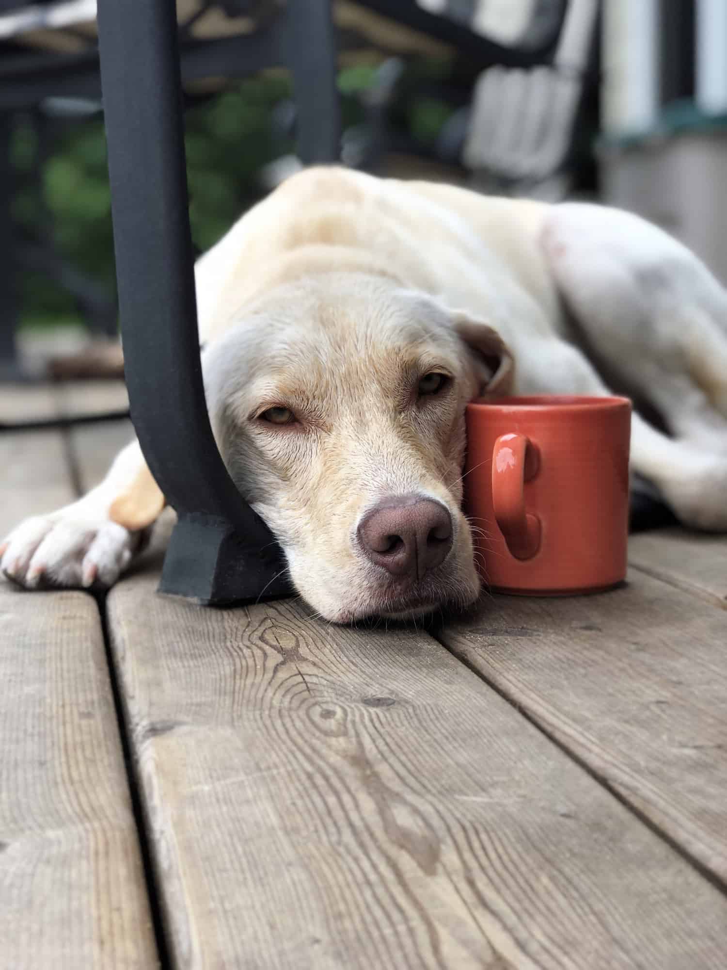 About The Breed: Labrador Retriever | Highland Canine Training