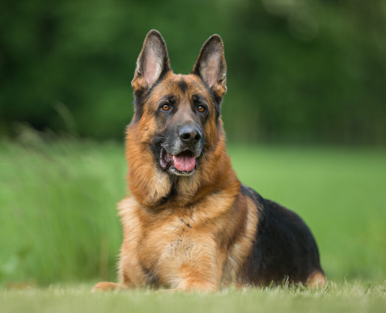 14 Best Farm Dog Breeds | Highland Canine Training