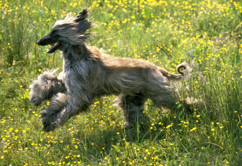 15 Of The Fastest Dog Breeds In The World