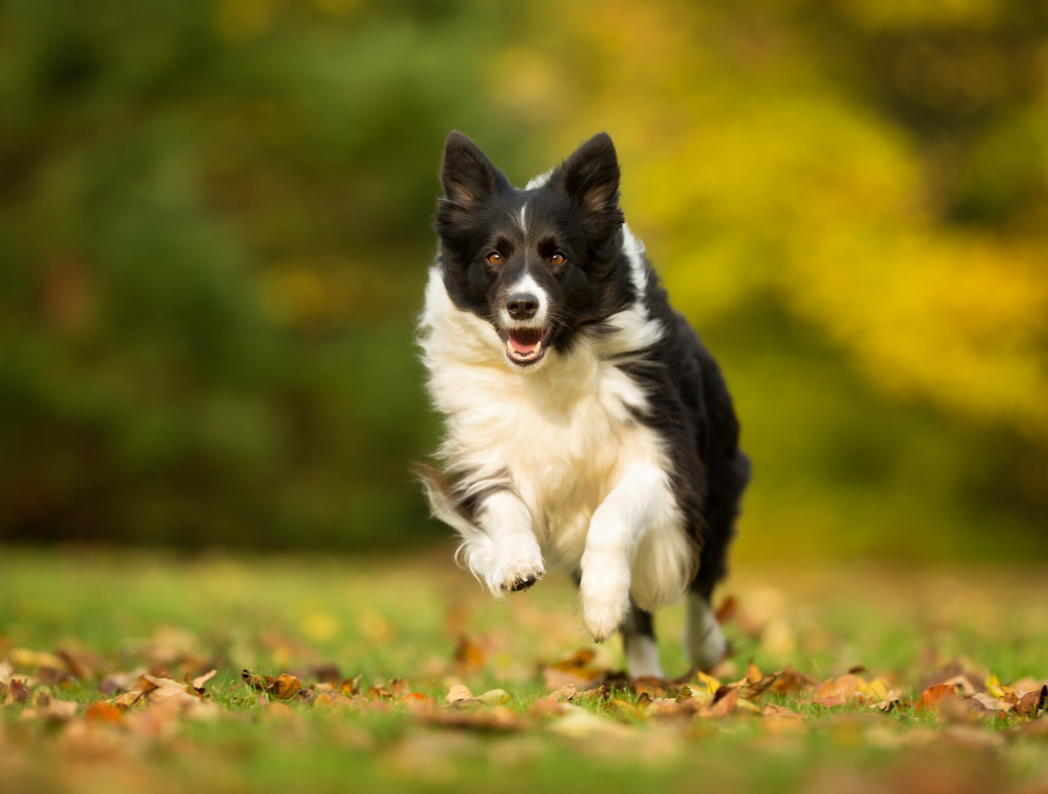 14 Best Farm Dog Breeds | Highland Canine Training