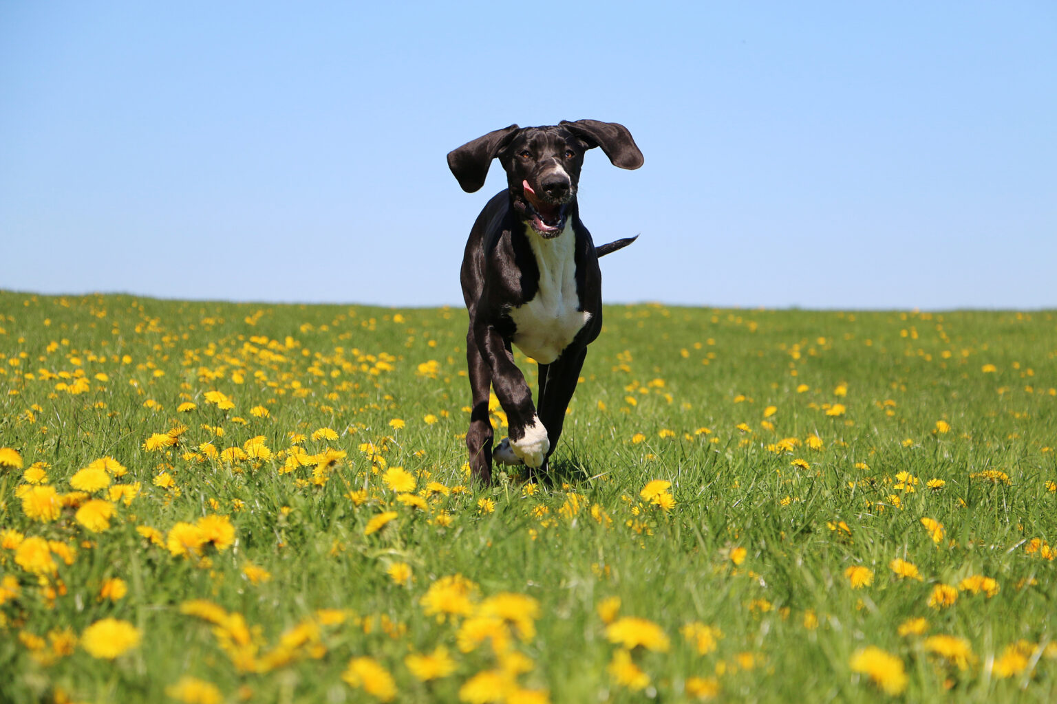 15 Of The Fastest Dog Breeds In The World