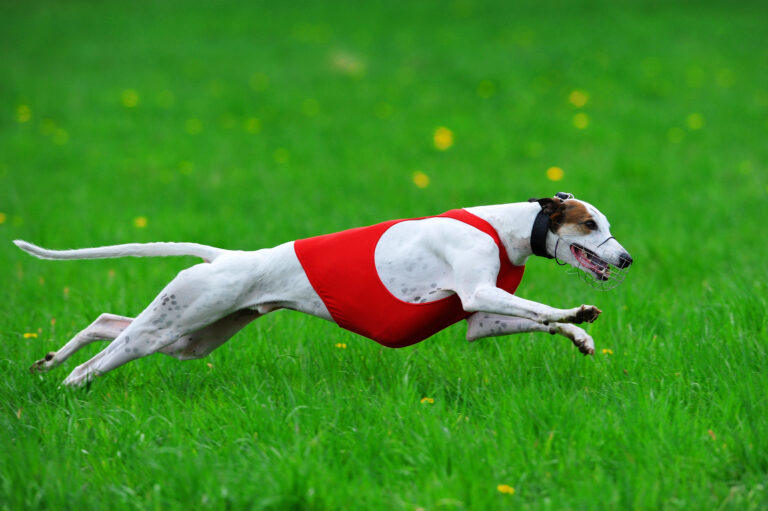 15 Of The Fastest Dog Breeds In The World