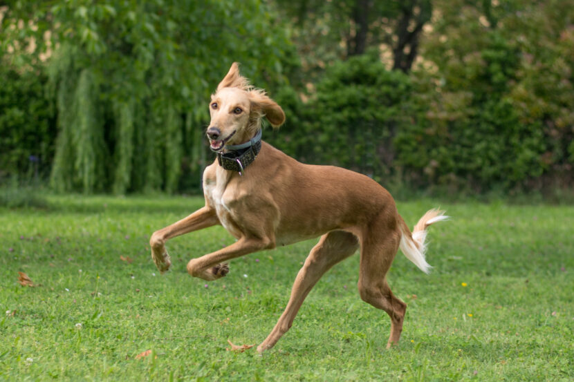 15 Of The Fastest Dog Breeds In The World