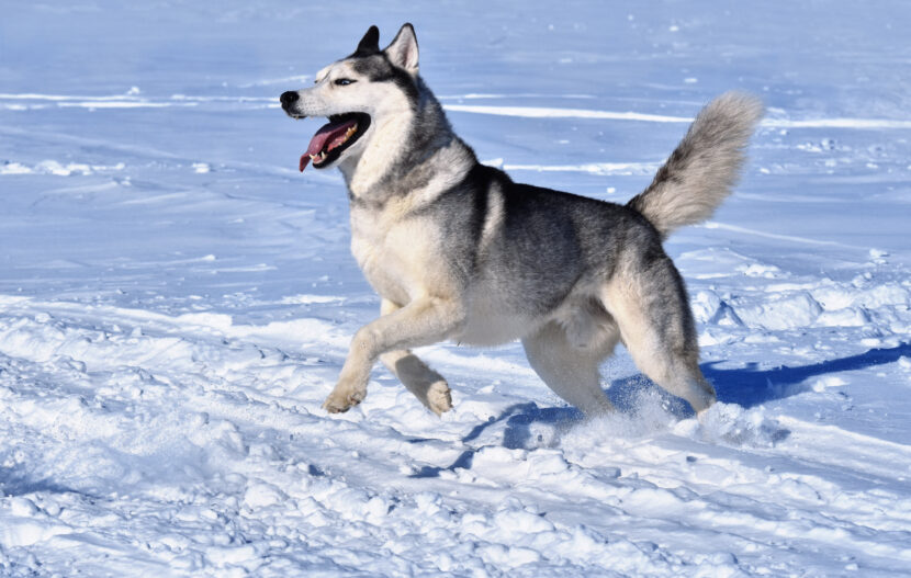 15 Of The Fastest Dog Breeds In The World