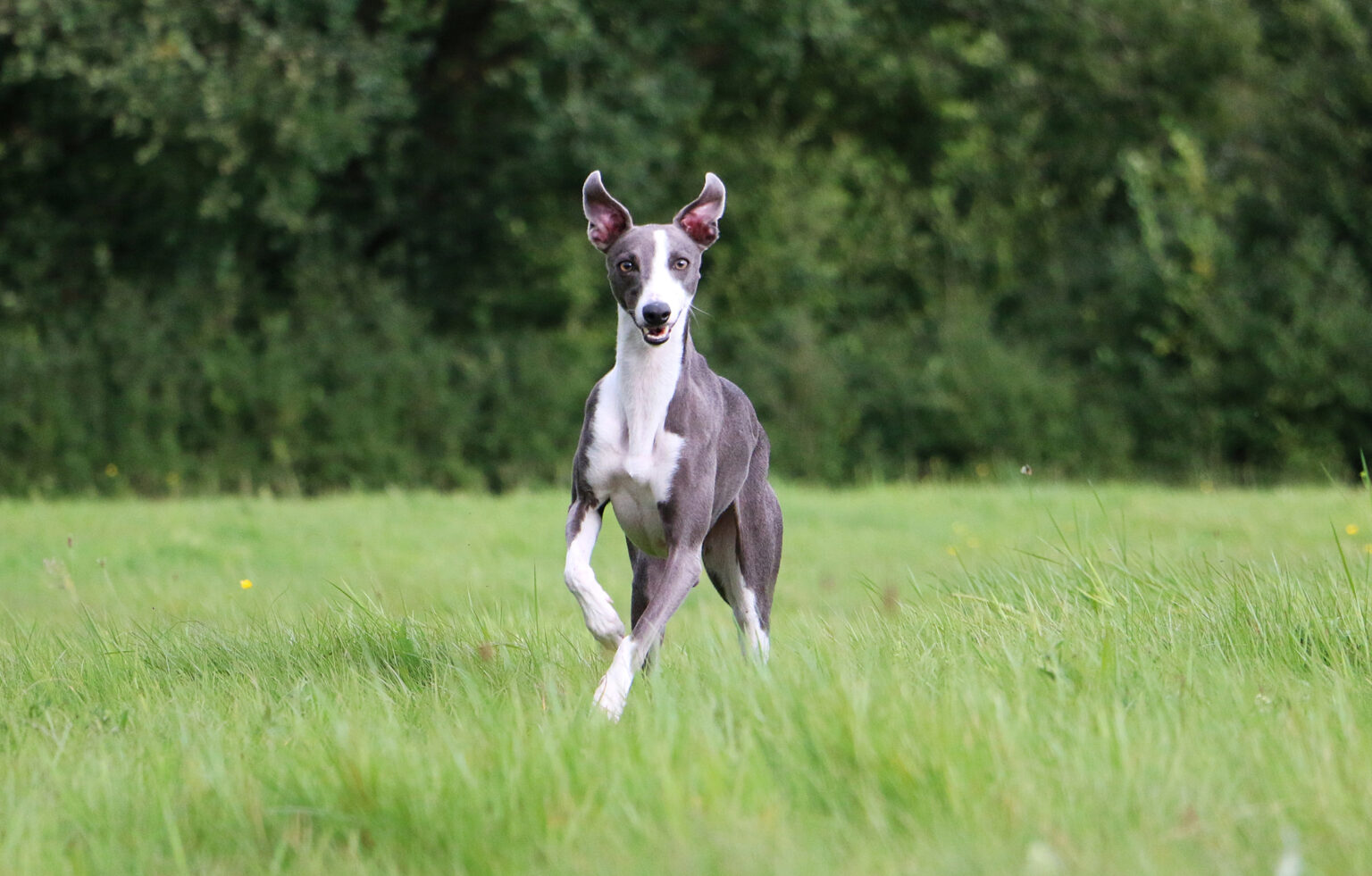 15 Of The Fastest Dog Breeds In The World