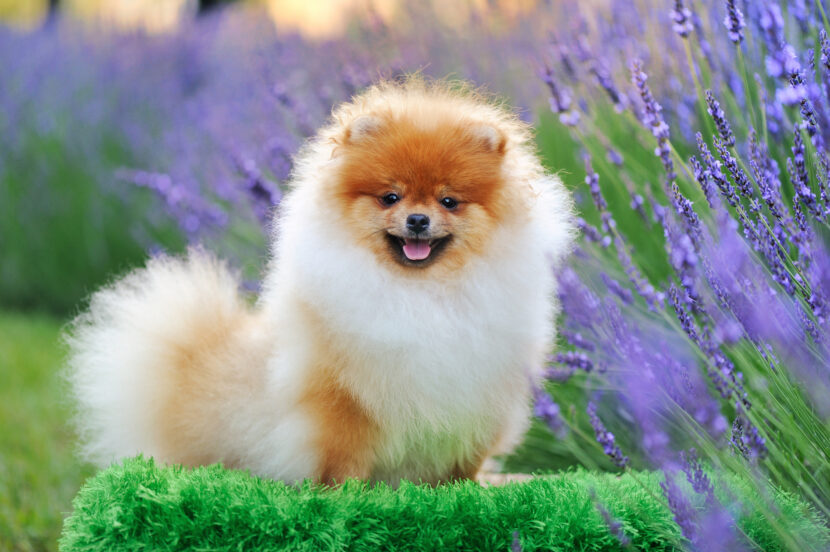 Meet 18 Of the Smallest Dog Breeds In The World | Highland Canine Training