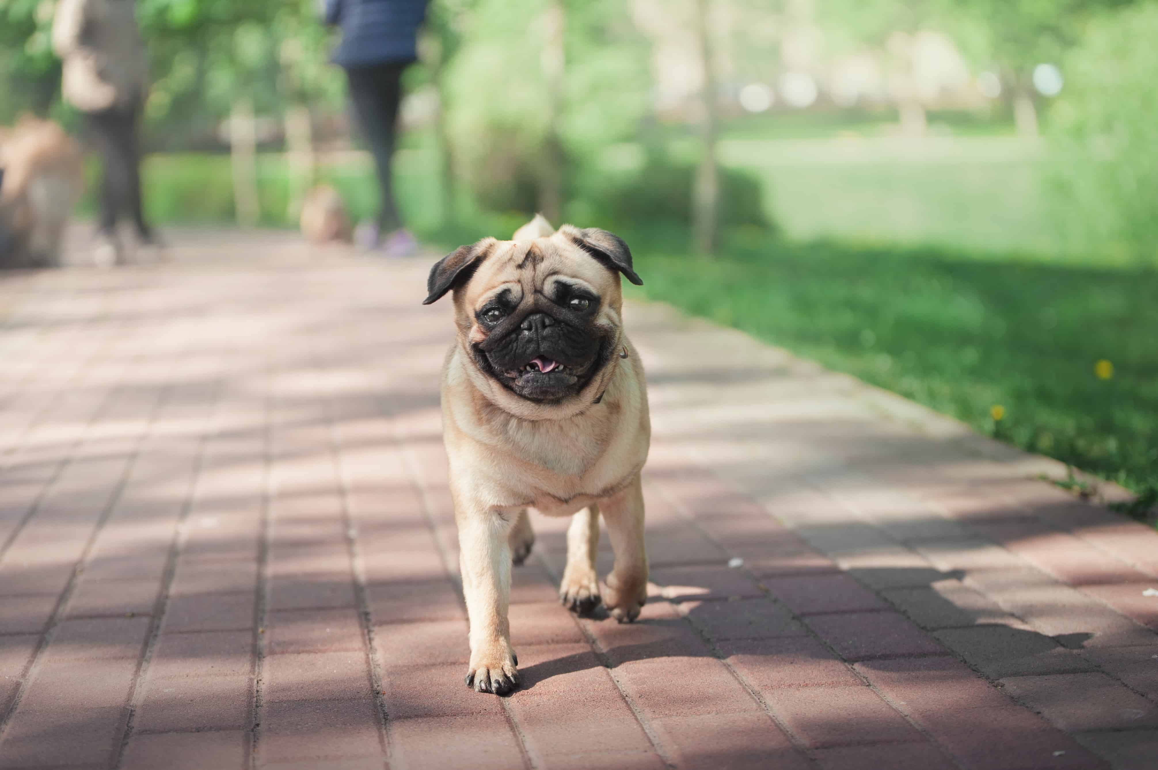 About The Breed: Pug | Highland Canine Training