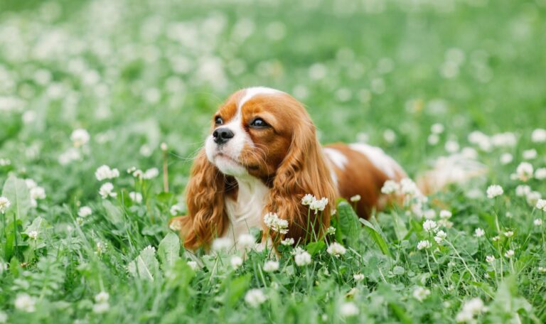 Meet 18 Of the Smallest Dog Breeds In The World | Highland Canine Training