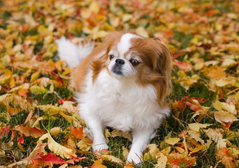 11 Fascinating Japanese Dog Breeds | Highland Canine Training