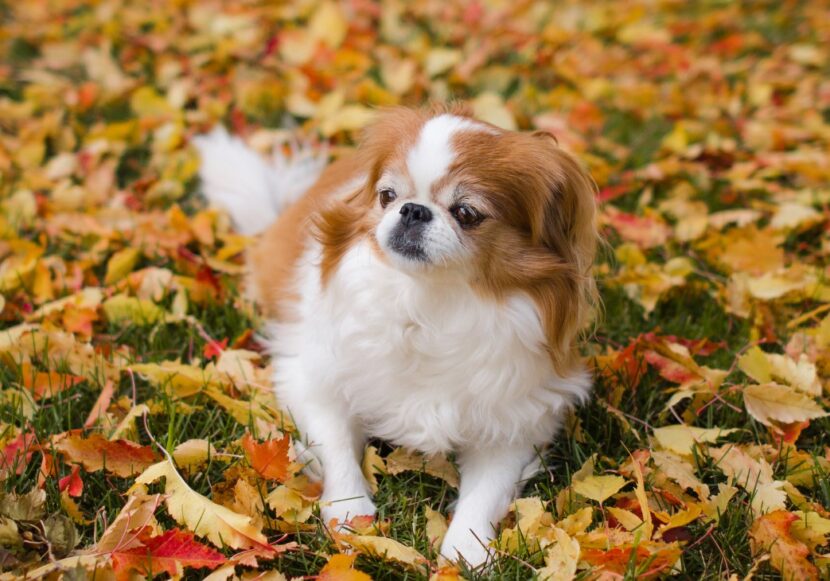 Meet 18 Of the Smallest Dog Breeds In The World | Highland Canine Training