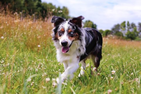 14 Best Farm Dog Breeds | Highland Canine Training