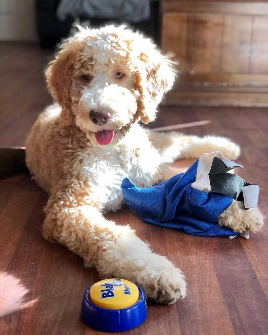 32 Types of Doodles & Poodle Mixes [Ranked By Popularity]