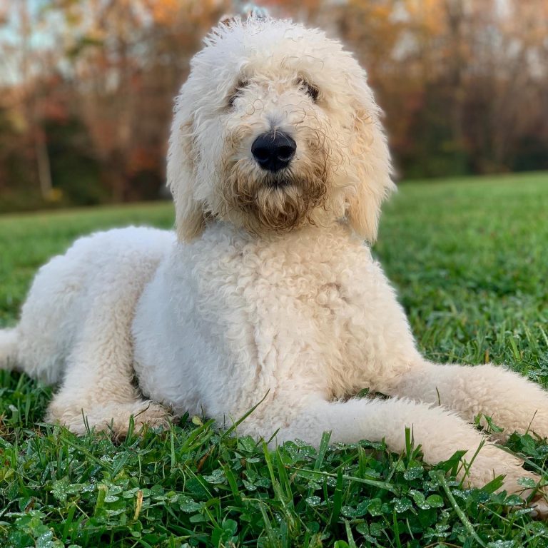 32 Types of Doodles & Poodle Mixes [Ranked By Popularity]