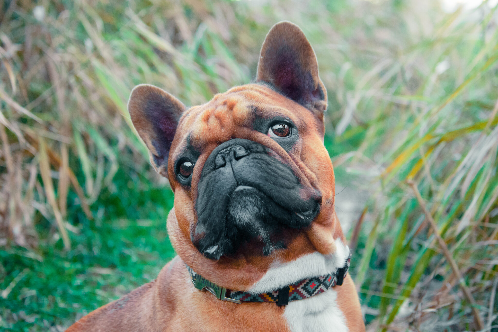 10 Very Wrinkly (And Adorable) Dog Breeds | Highland Canine Training