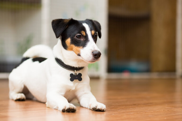 Dog Training Collars: The Complete Guide | Highland Canine Training