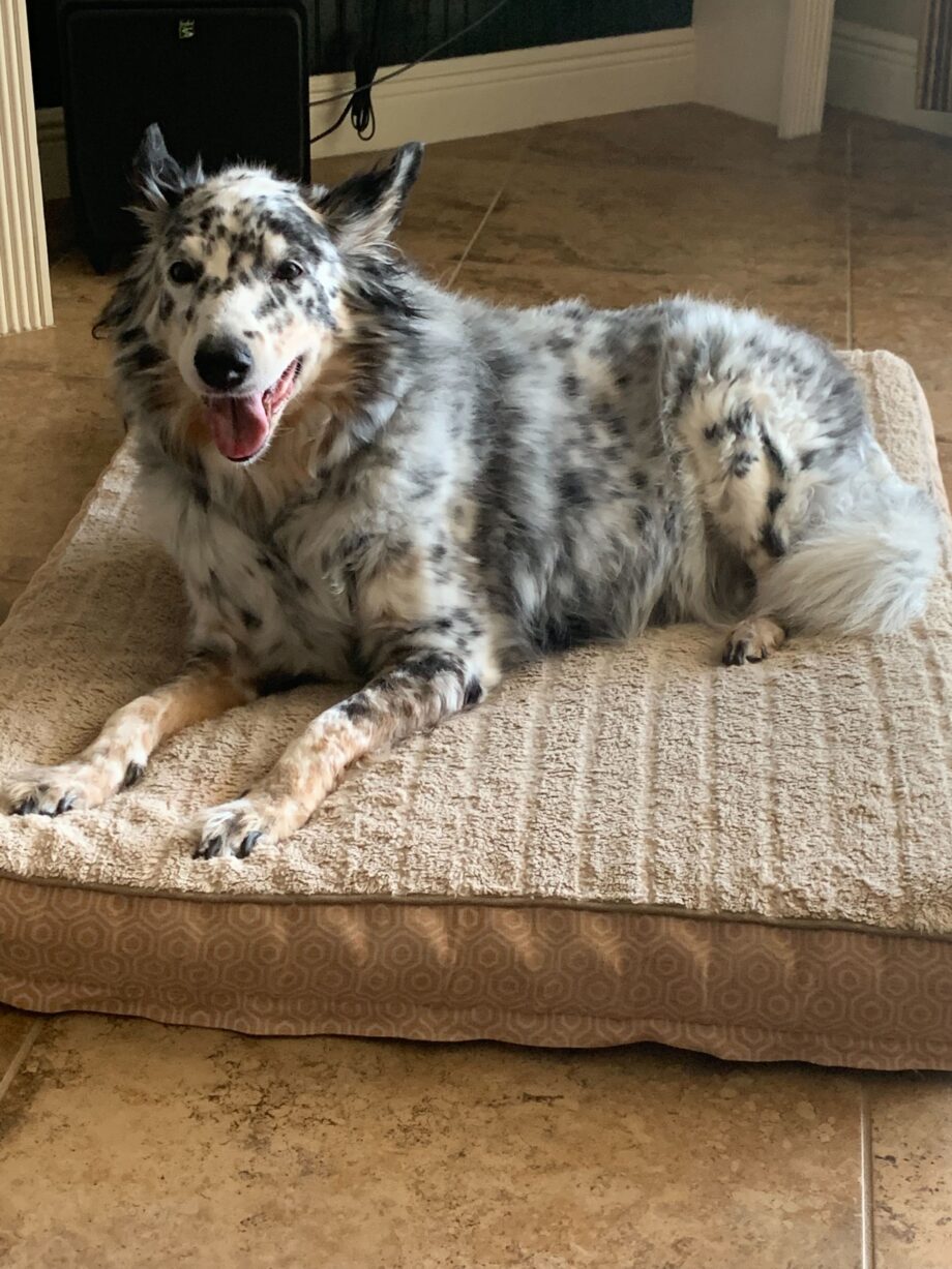 One Dog Who Made A Difference [Part 3] | Highland Canine Training