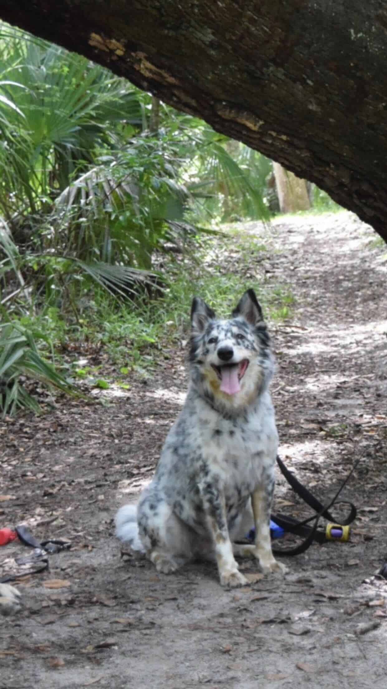 One Dog Who Made A Difference [Part 3] | Highland Canine Training