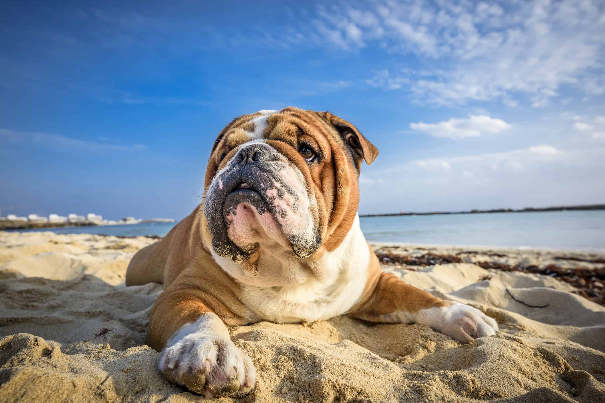 10 Very Wrinkly (And Adorable) Dog Breeds | Highland Canine Training
