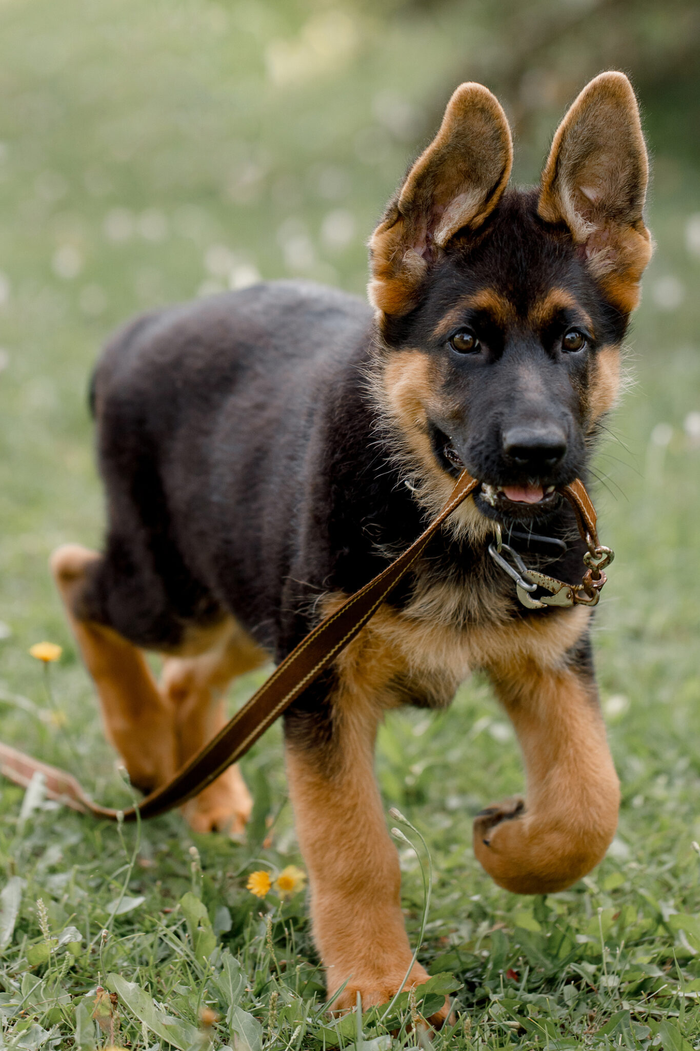 Discover These 11 German Dog Breeds | Highland Canine Training