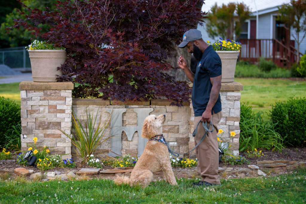 Blog and Dog Training Tips | Highland Canine Training