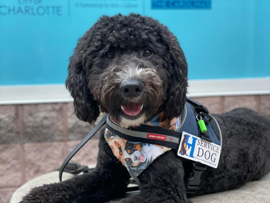 Celebrating The Incredible Work Of Service Dogs | Highland Canine Training