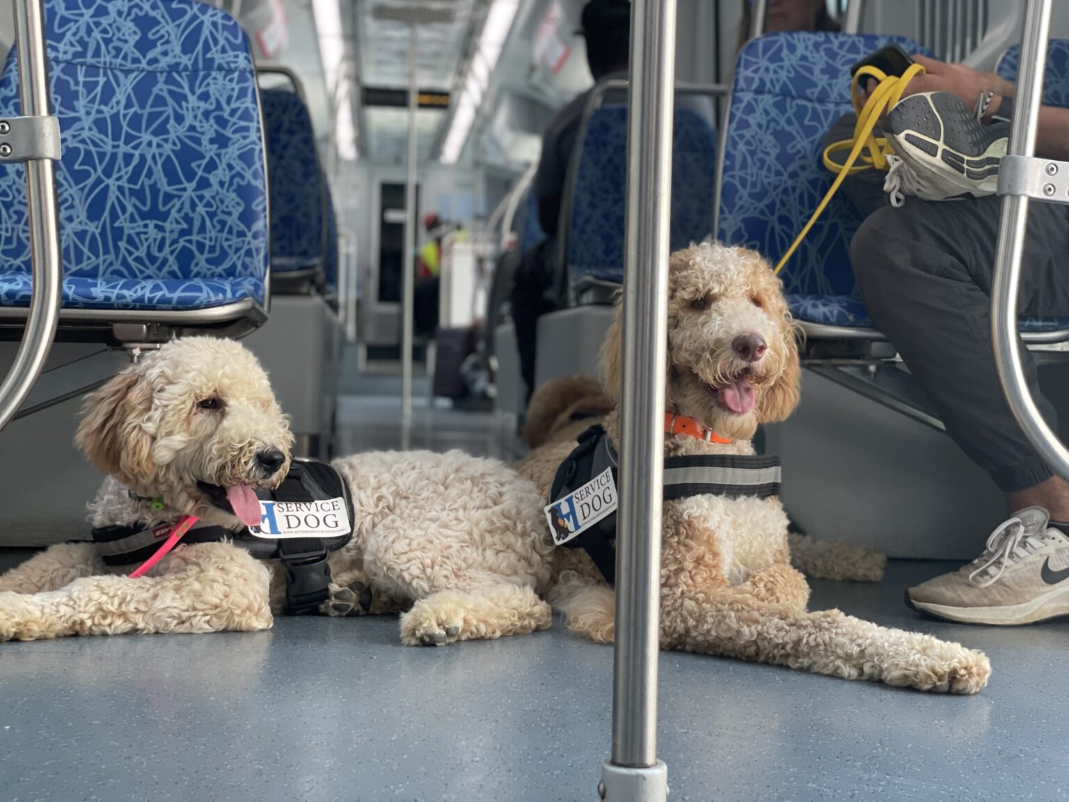 Celebrating The Incredible Work Of Service Dogs | Highland Canine Training