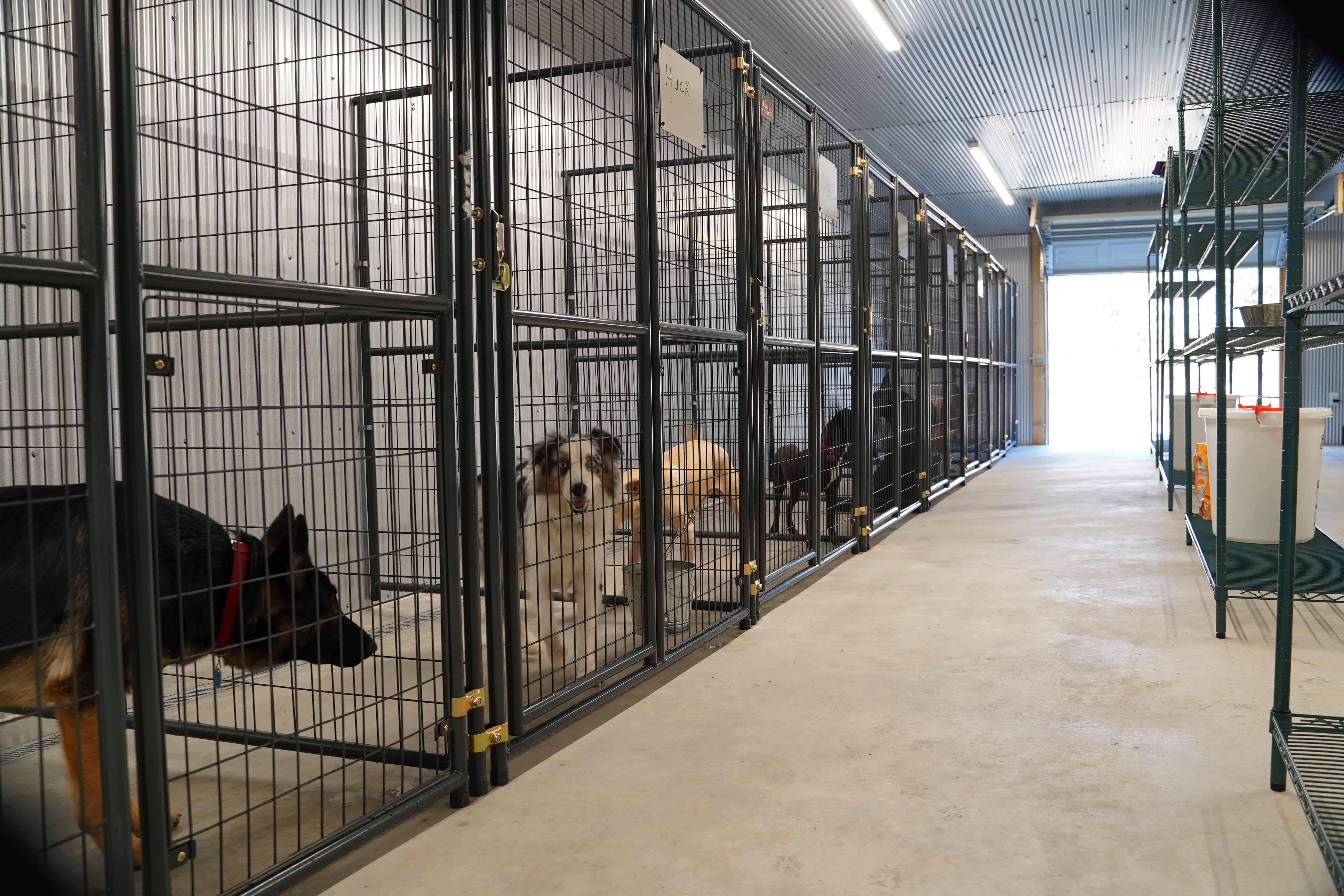 Board and Train Programs Alabama | Highland Canine Training