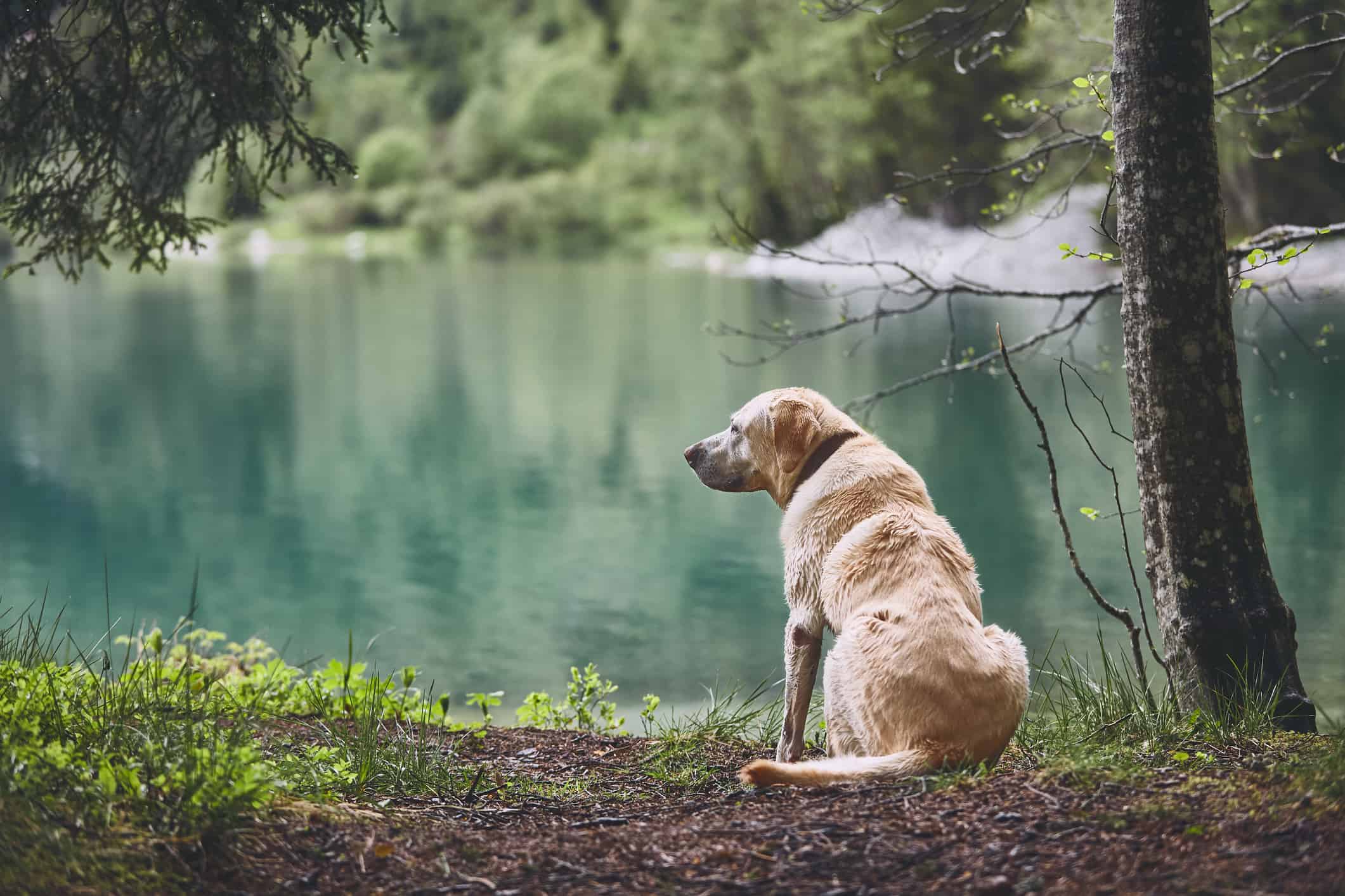 Caring For Senior Dogs: What You Need To Know | Highland Canine Training