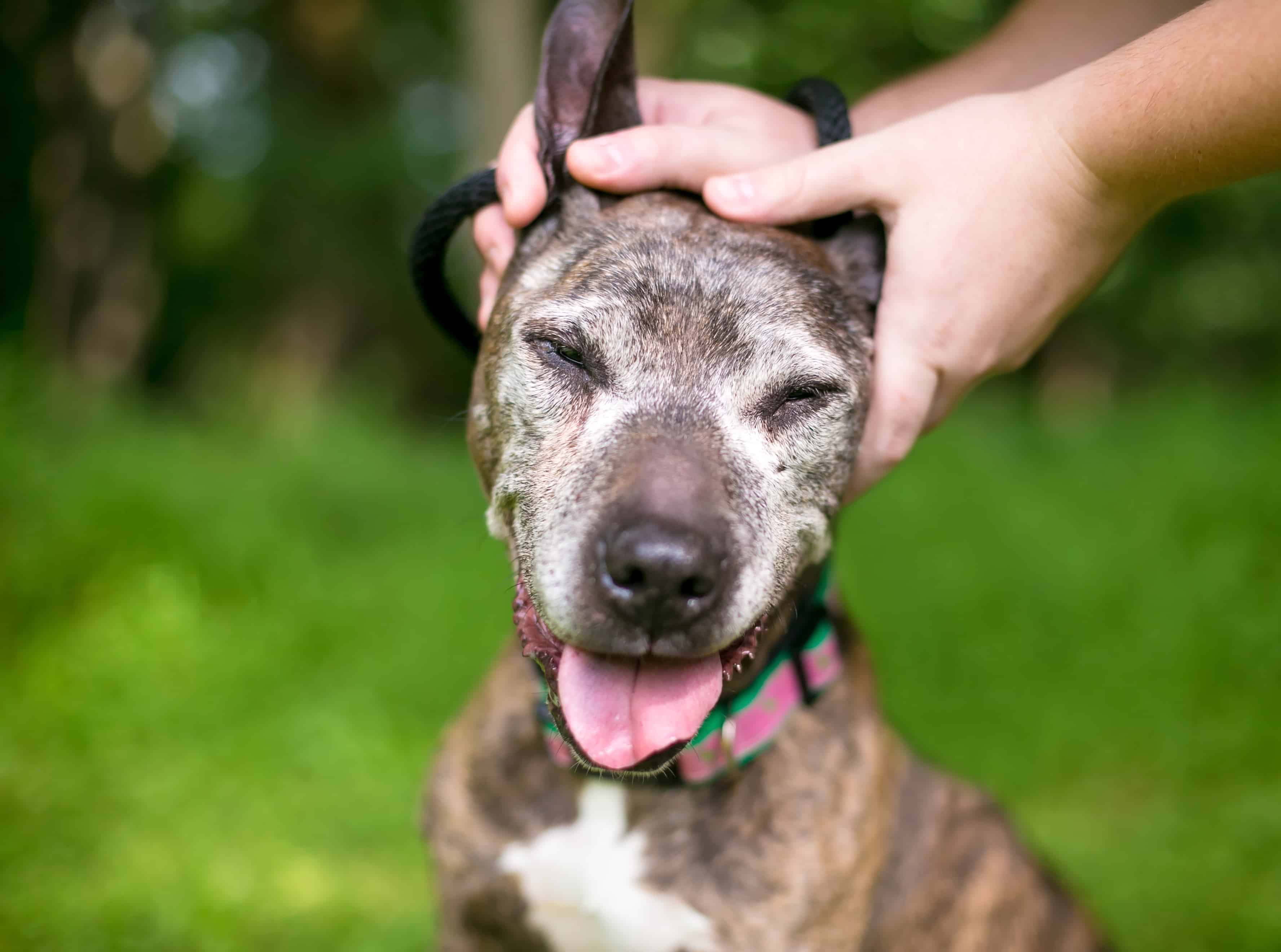 Caring For Senior Dogs: What You Need To Know | Highland Canine Training